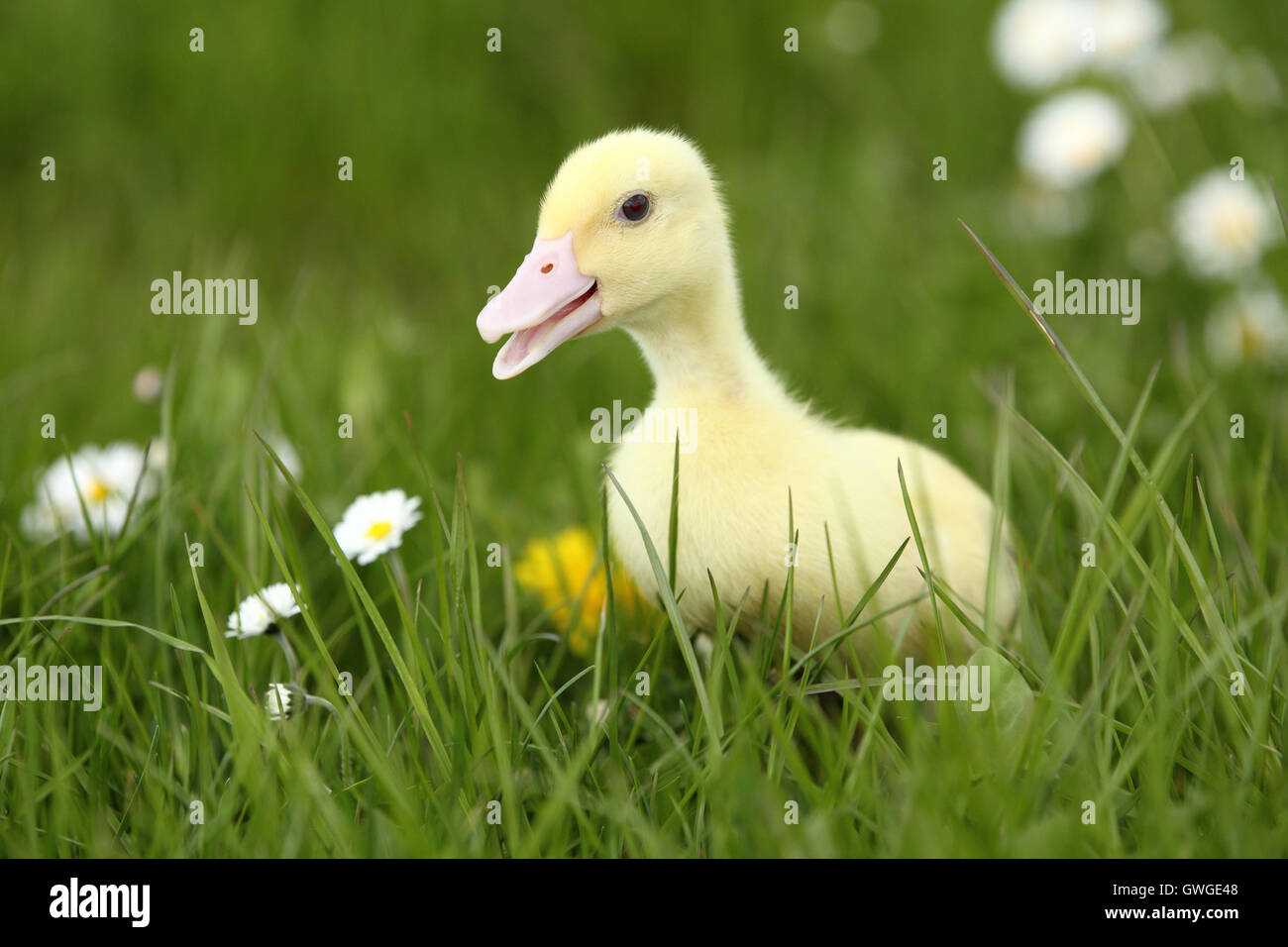 Mulard Duck. Duckling standing in a meadow while quacking. Germany ...