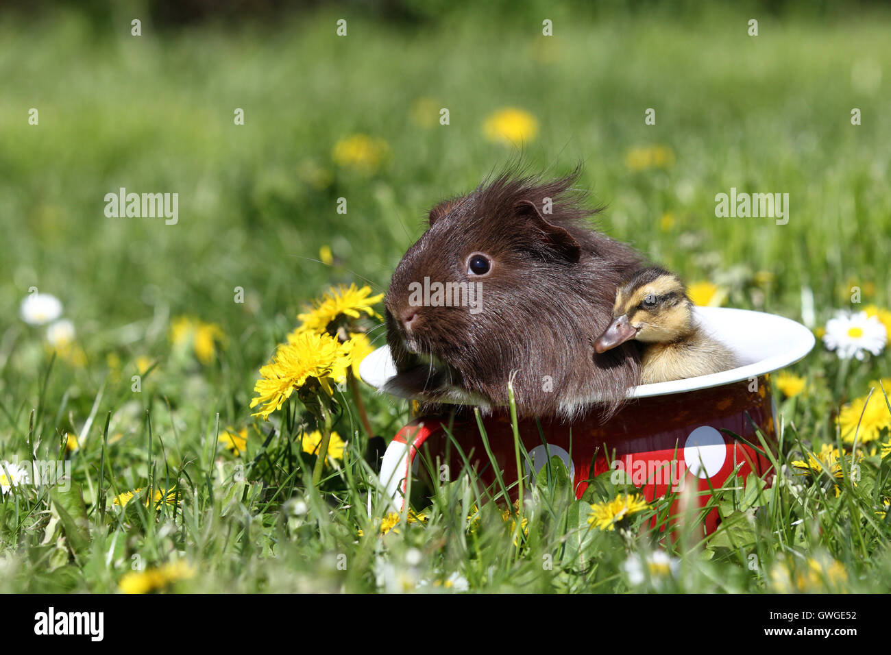Long-haired Guinea Pig and duckling (Indian Runner Duck) in a chamber ...