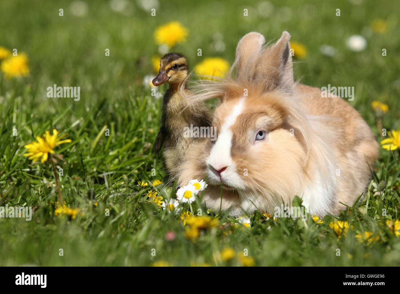 Indian rabbit hi-res stock photography and images - Alamy