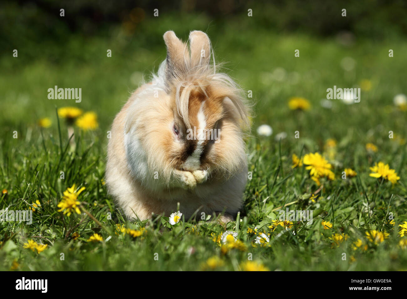 Lionhead Rabbit. Adult sitting on a flowering meadow while grooming ...