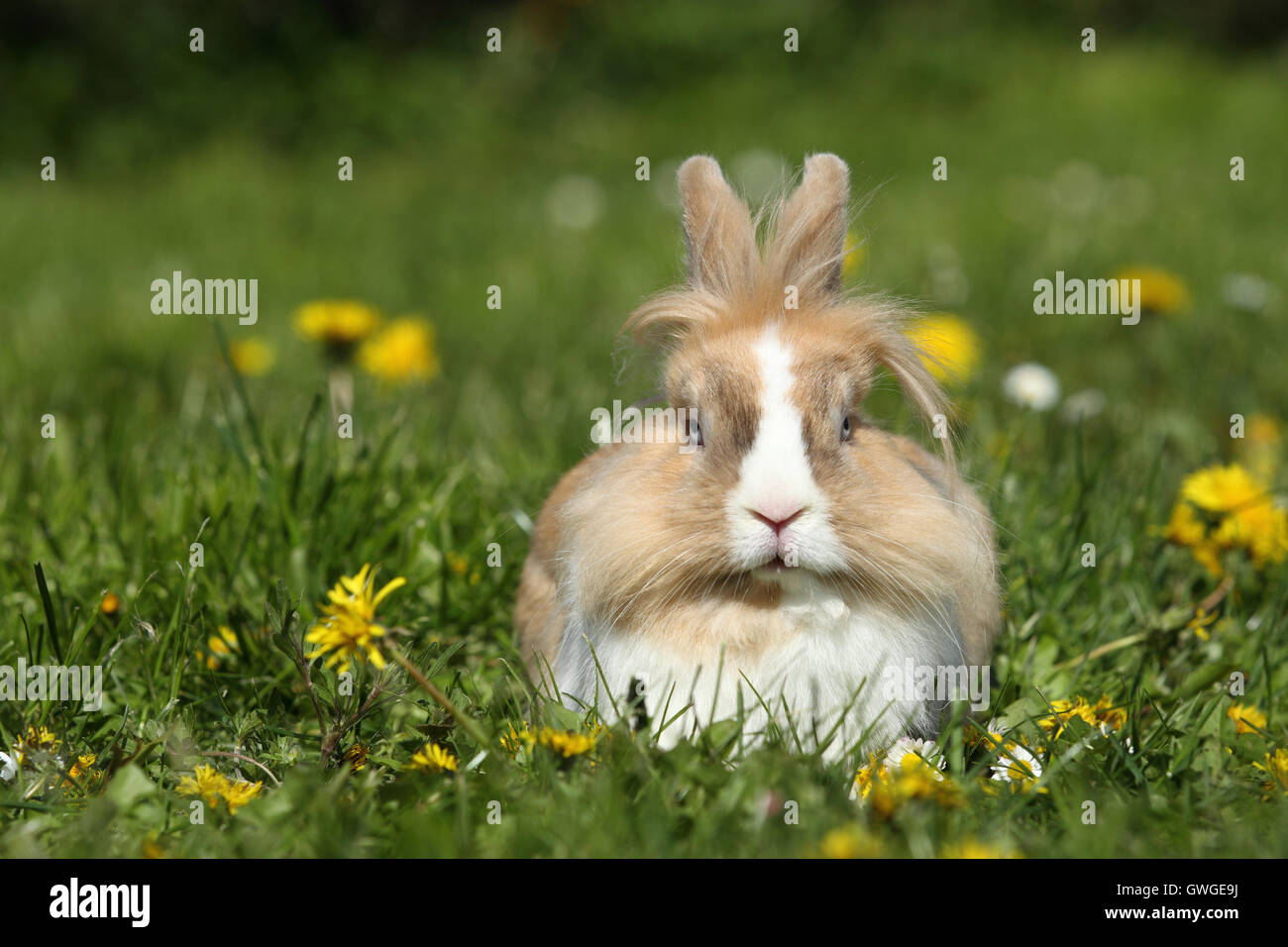 Lionhead Rabbit. Adult sitting on a flowering meadow. Germany Stock ...