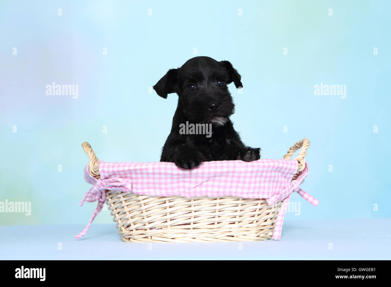 Miniature Schnauzer. Puppy sitting in a wicker basket. Studio picture ...