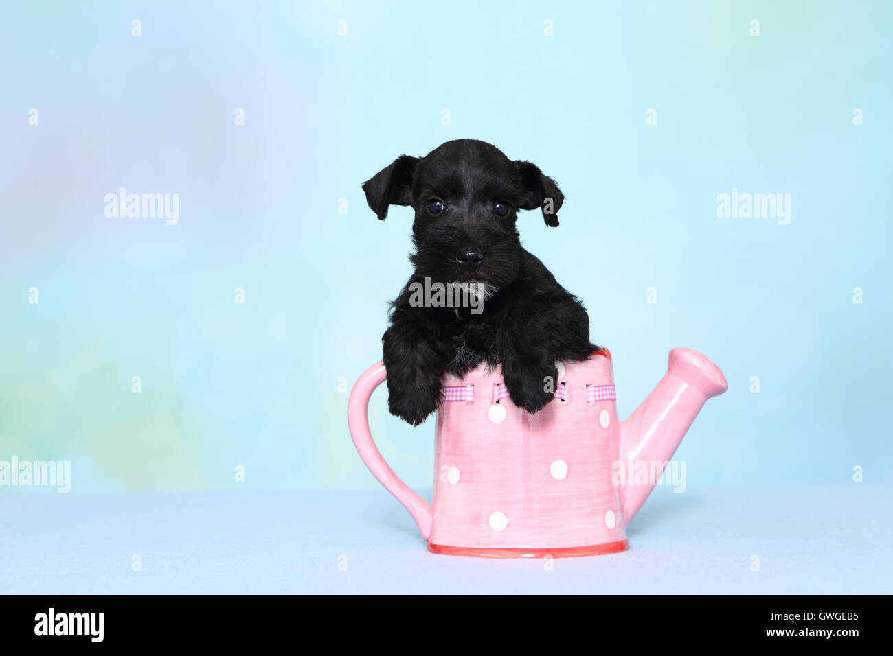 Miniature Schnauzer. Puppy in a pink watering can with white polka dots ...