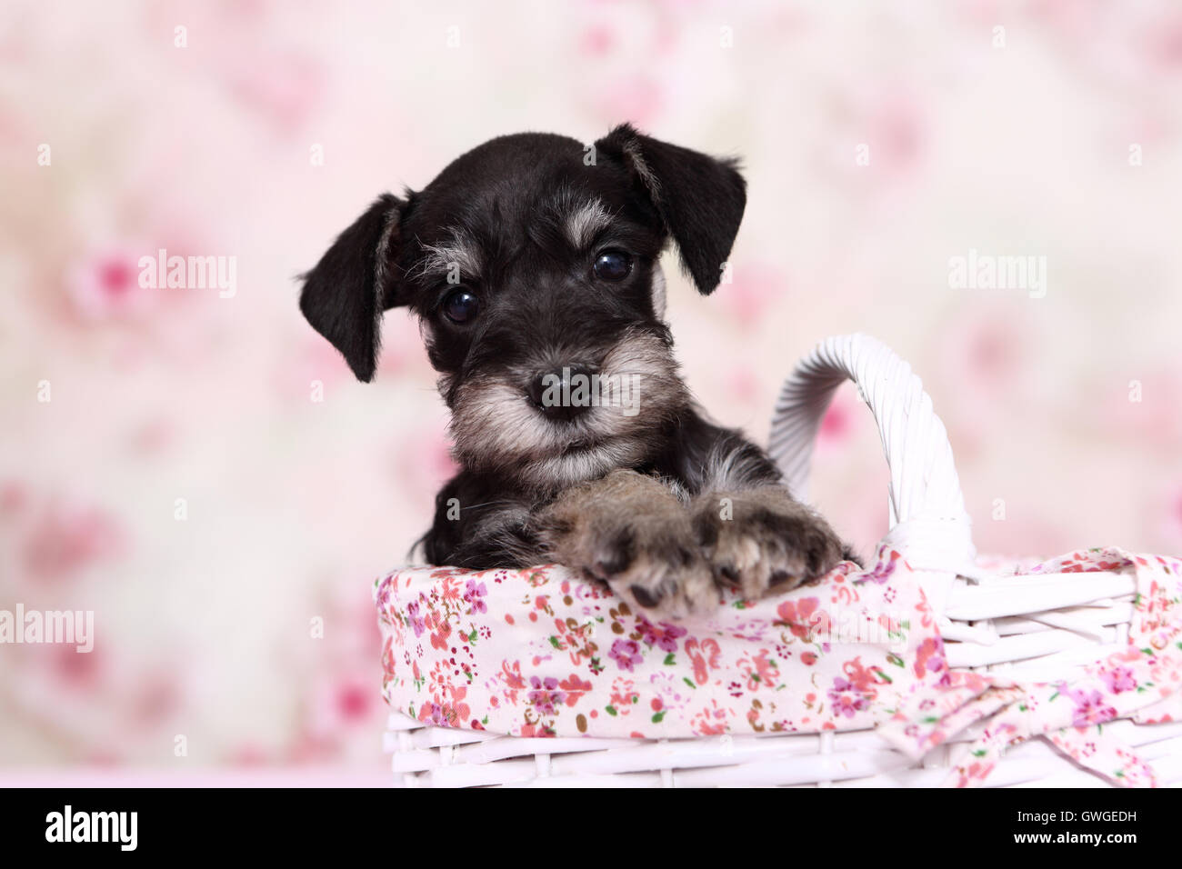 Parti-colored Miniature Schnauzer. Puppy in a white basket. Studio ...