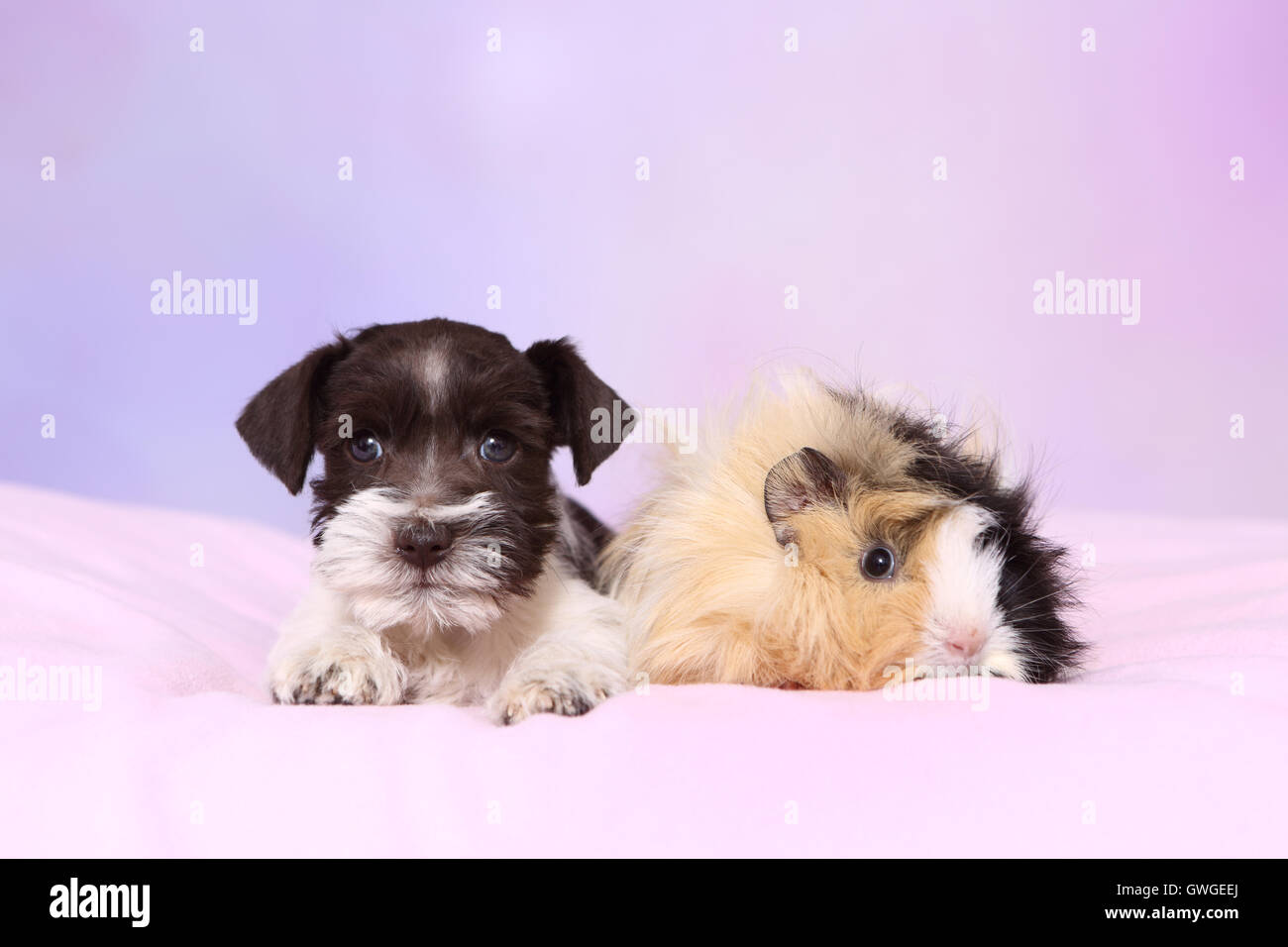 Baby Guinea Pig Pup High Resolution Stock Photography and Images - Alamy