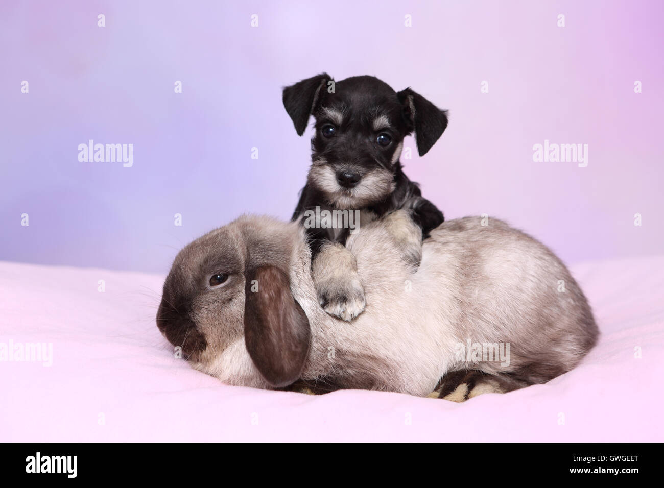 Miniature schnauzer puppy dwarf rabbit hi-res stock photography and ...