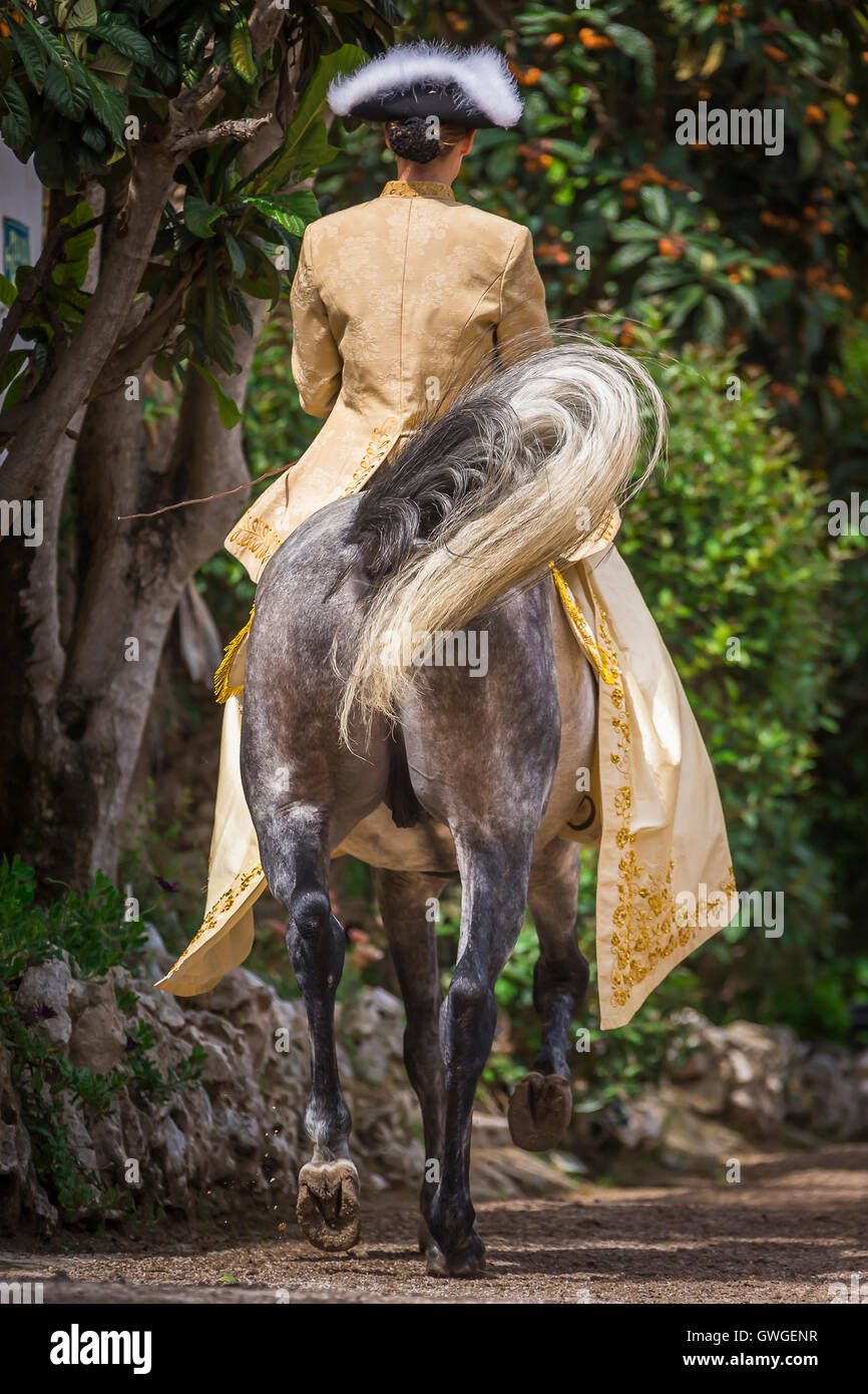 Lusitano. Gray stallion with rider in baroque costume trotting, seen ...