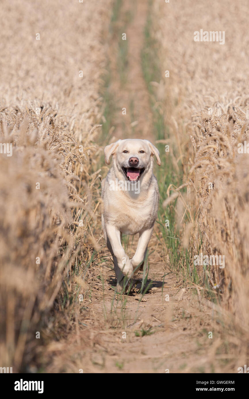 Labrador Retriever. Adult dog running in a ripe corn field. Germany ...