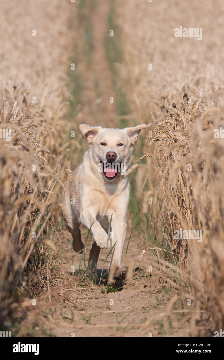 Dog in a cornfield hi-res stock photography and images - Alamy