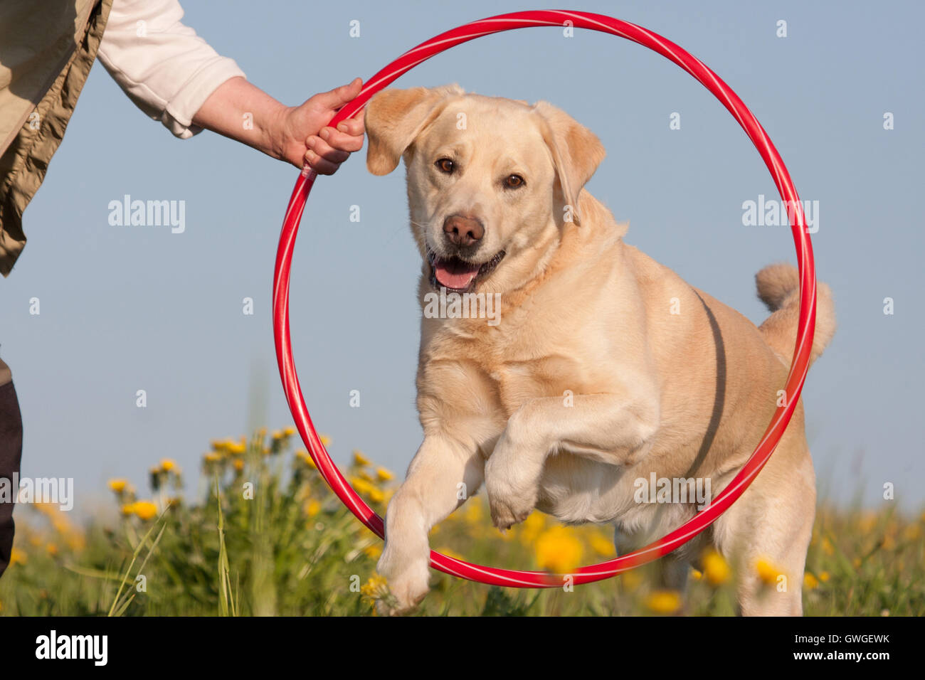 Labrador Retriever. Adult jumping through a hoop. Germany Stock Photo ...