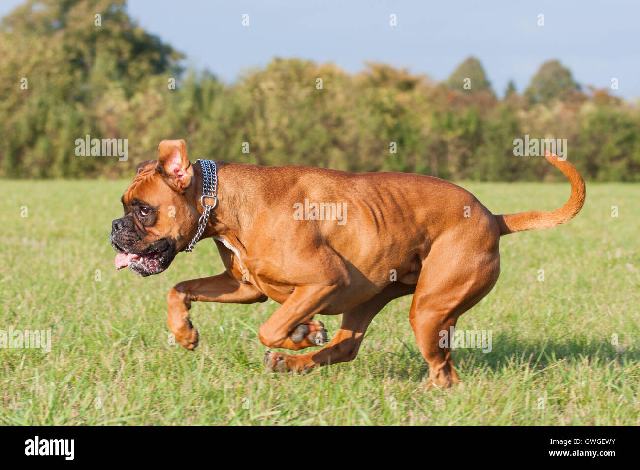 Boxer running on a meadow. Germany Stock Photo - Alamy