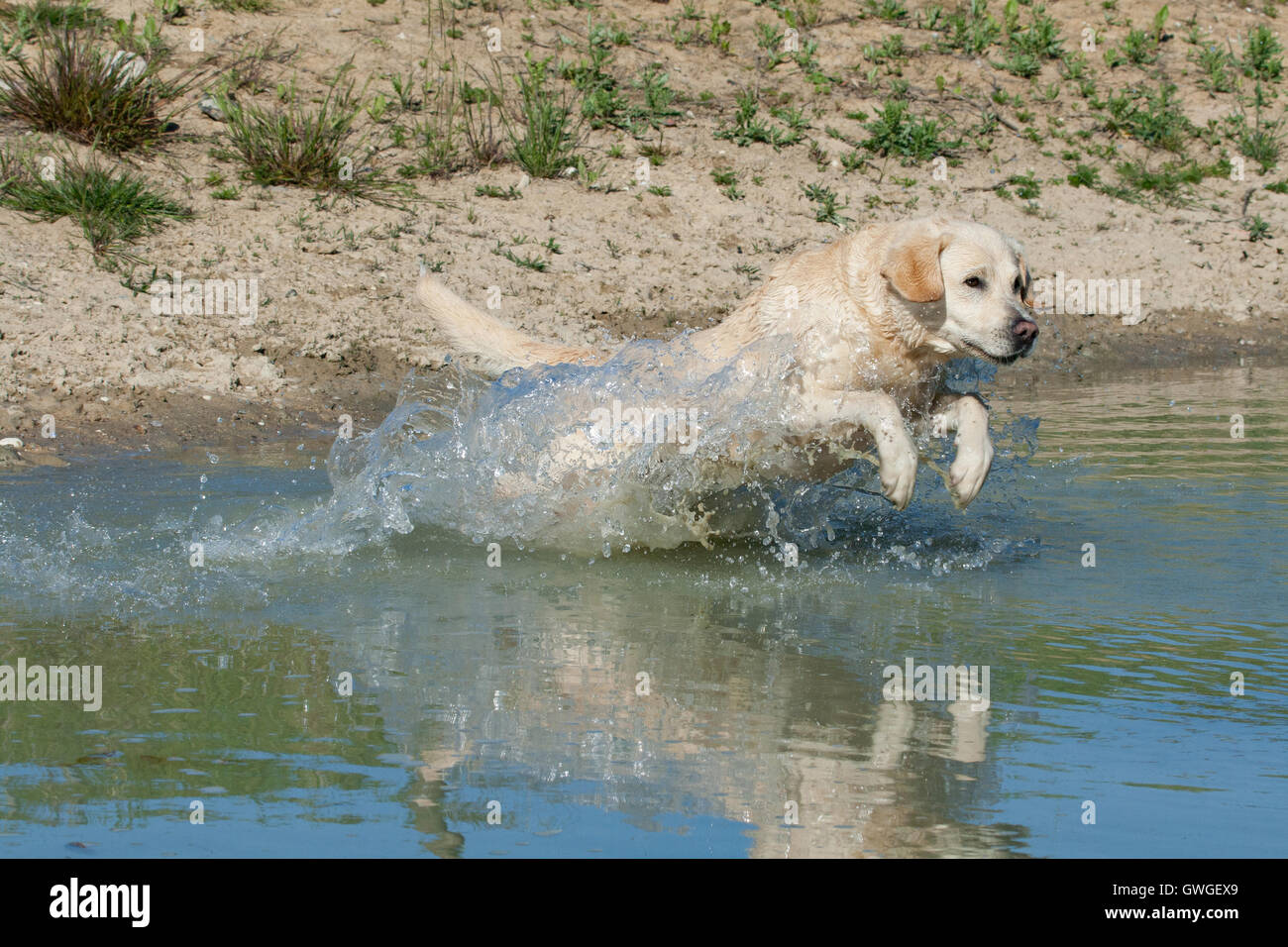 Labrador Retriever. Adult jumping into a lake. Germany Stock Photo - Alamy
