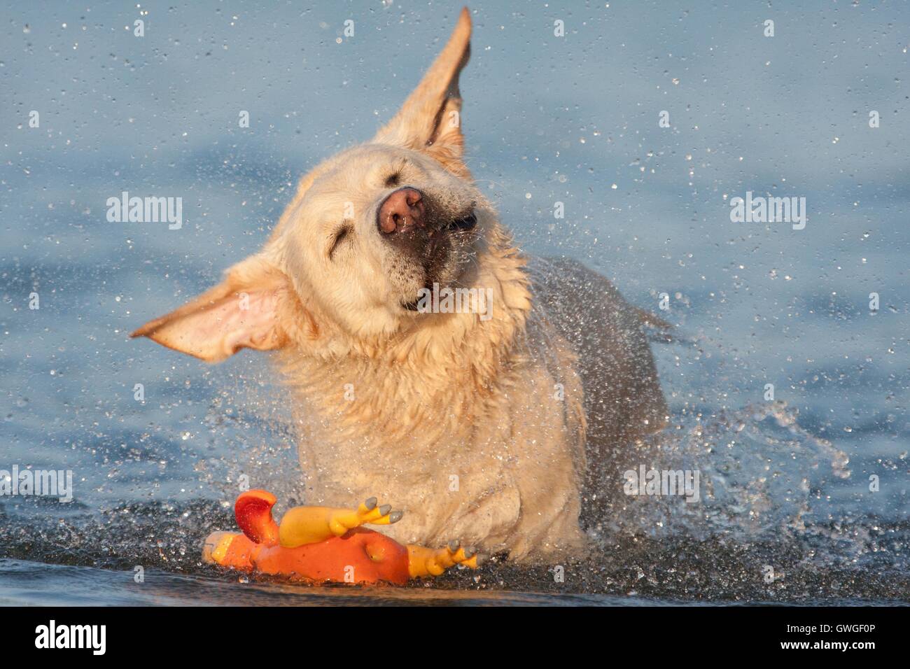 Labrador Retriever. Adult standing in the sea while shaking itself ...