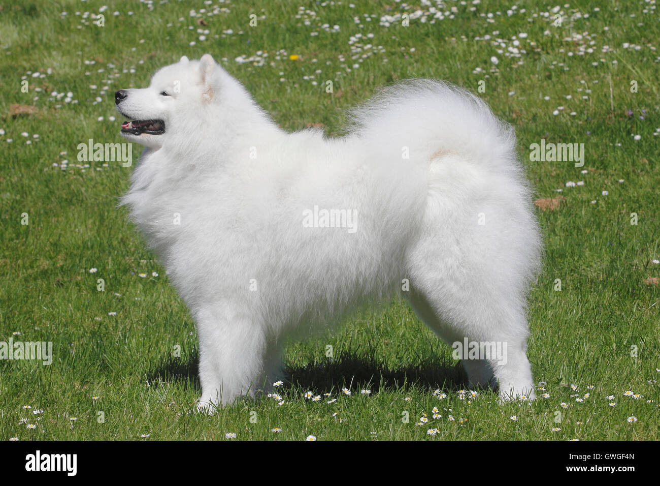 When Does A Samoyed Mature