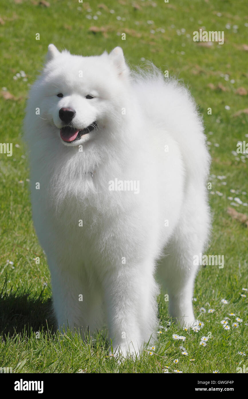 Samoyed Dog. Adult male (6 years old) standing on a lawn. Germany Stock ...
