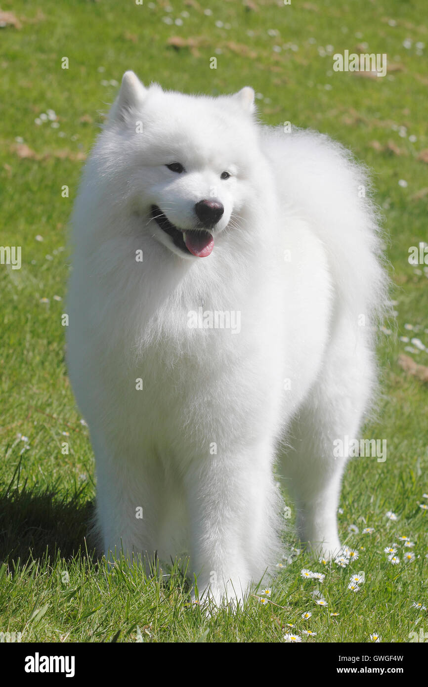 When Does A Samoyed Mature