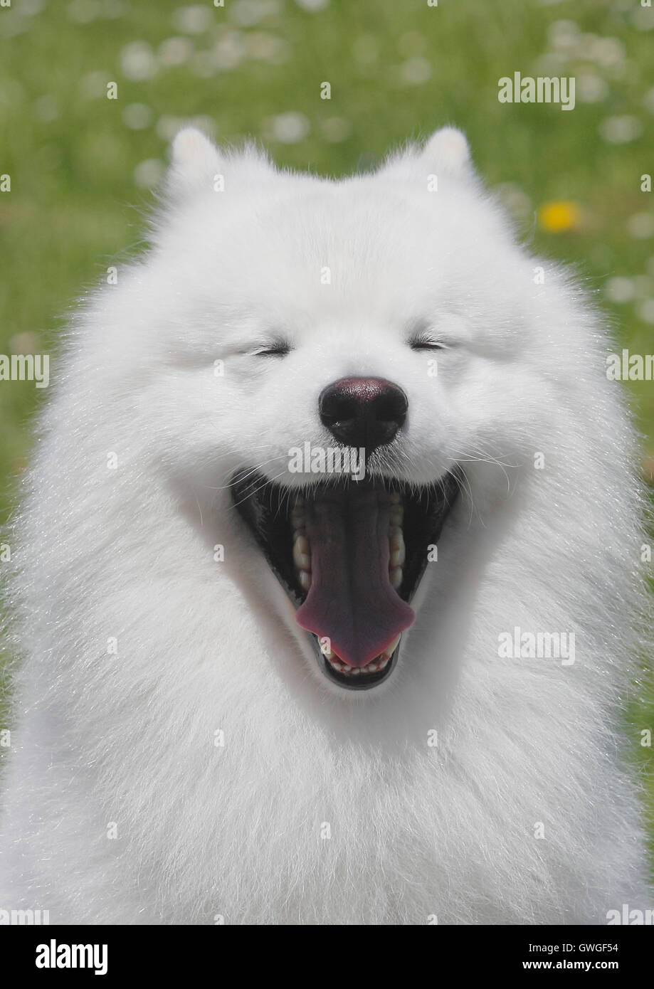 Samoyed Dog. Portrait of adult male (6 years old), yawning. Germany ...