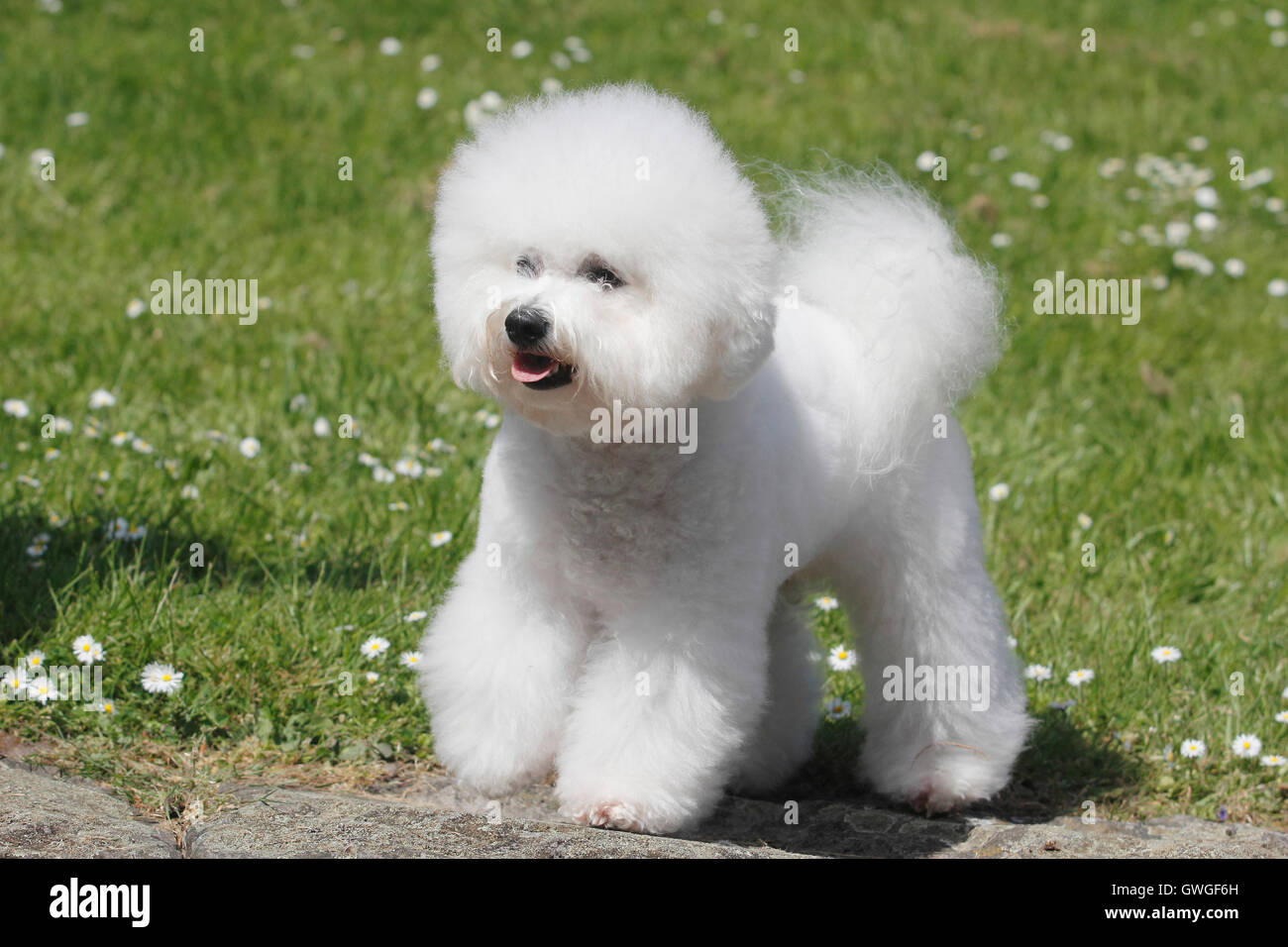 Adult male bichon frise dog hi-res stock photography and images - Alamy
