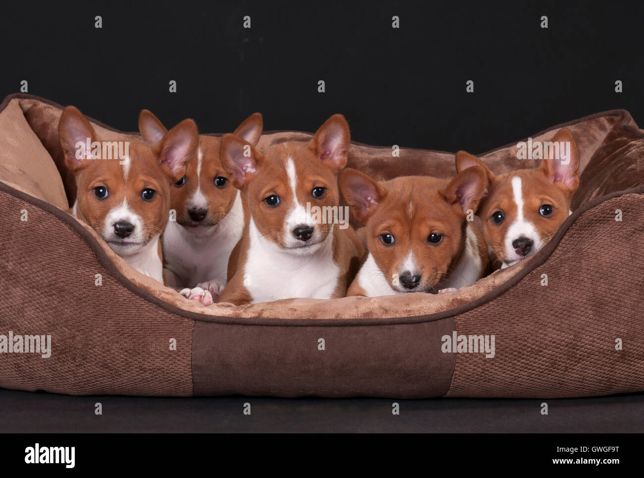 Basenji. Five puppies (6 weeks old) on a pet bed. Studio picture ...