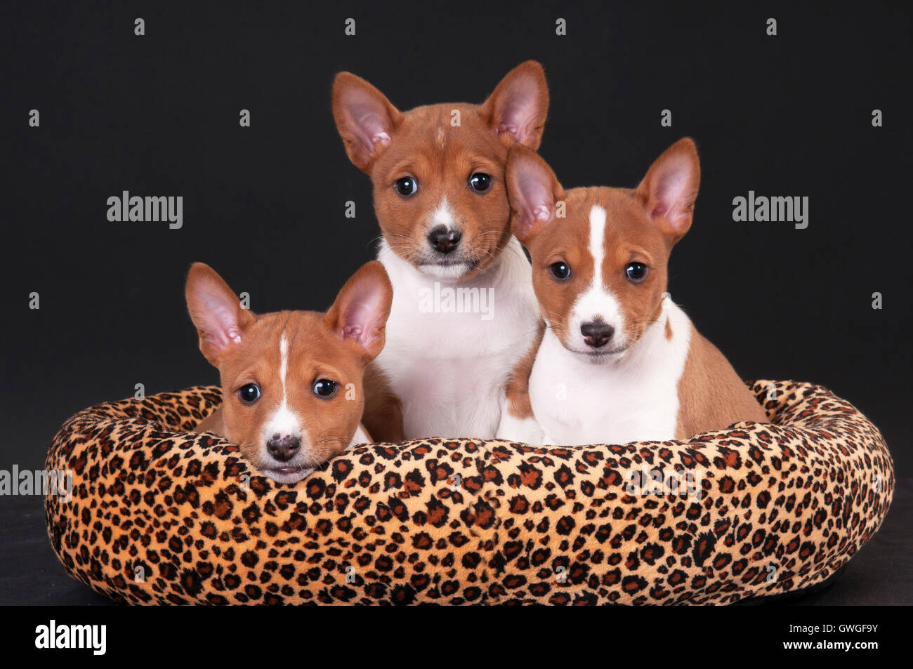 Basenji. Three puppies (6 weeks old) on a pet bed. Studio picture ...