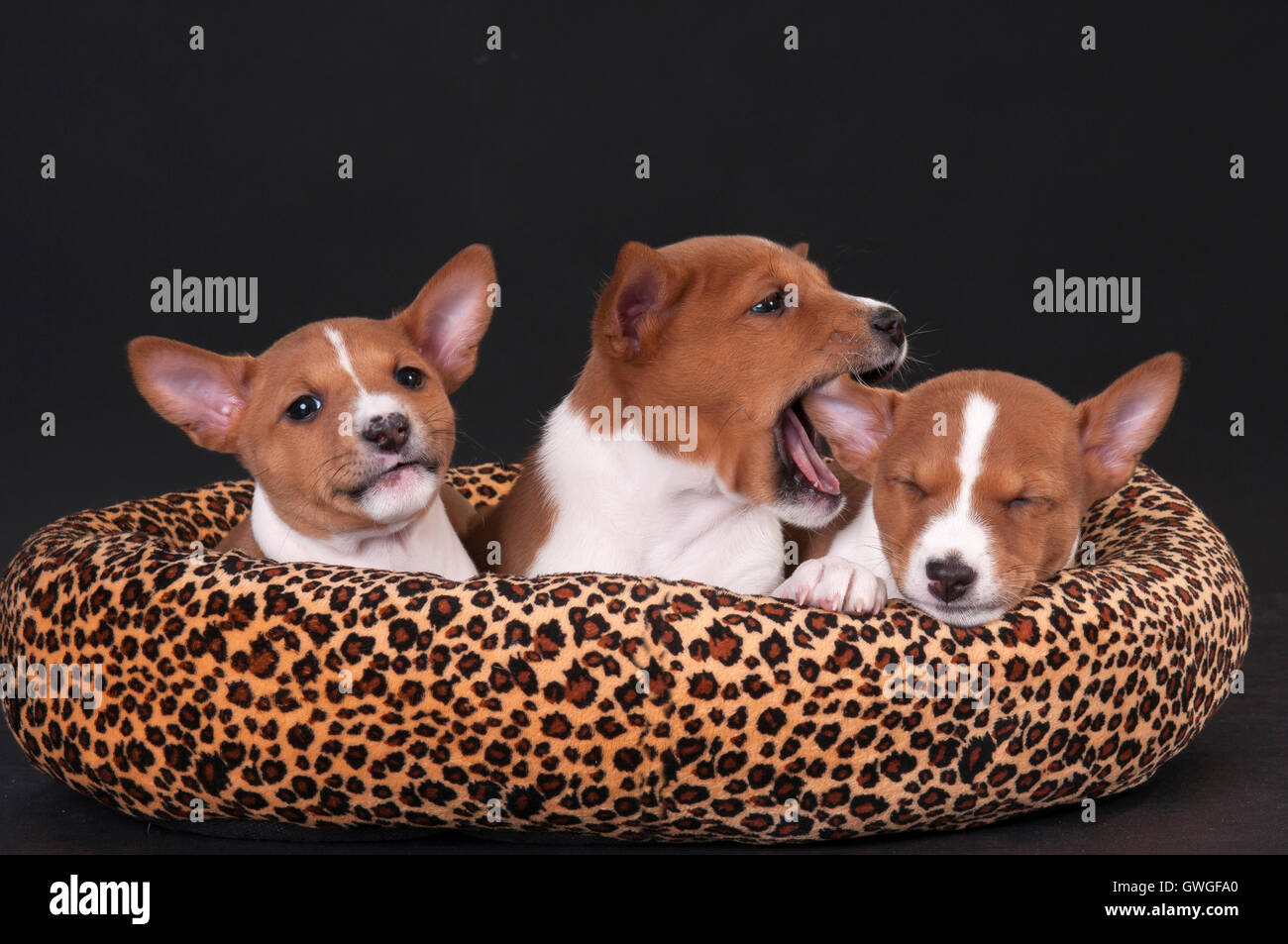 Basenji. Three puppies (6 weeks old) on a pet bed. Studio picture ...