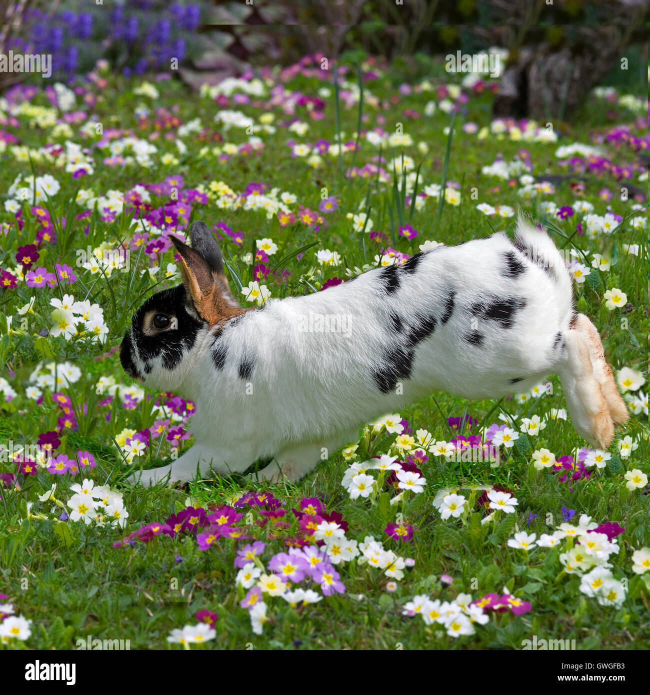Domestic rabbit. Rex rabbit hoppig on a meadow with flowering primroses ...