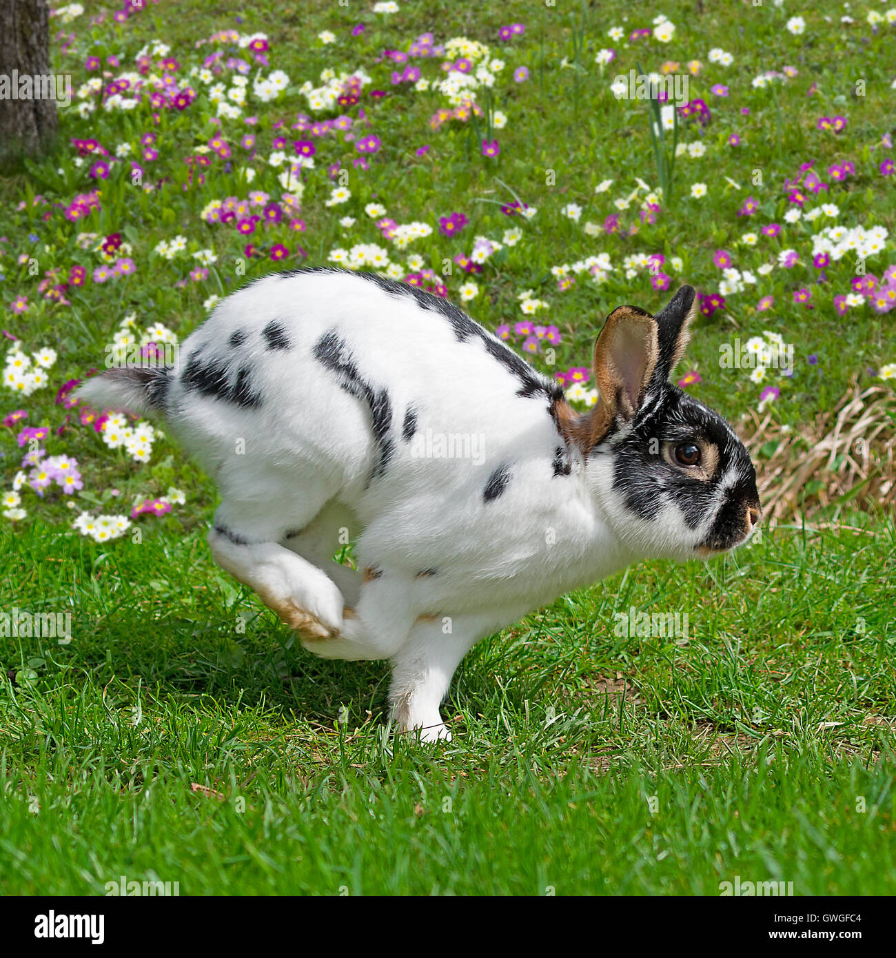 Domestic rabbit. Rex rabbit hoppig on a meadow with flowering primroses ...