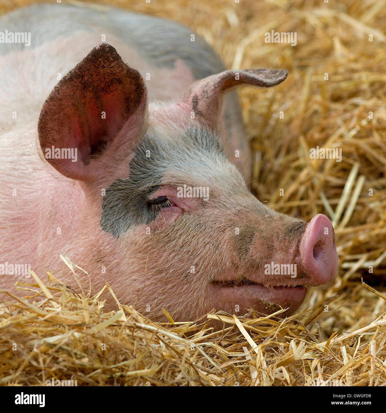 Domestic Pig, Gloucester Old Spot Pig resting on straw. Great Britain ...
