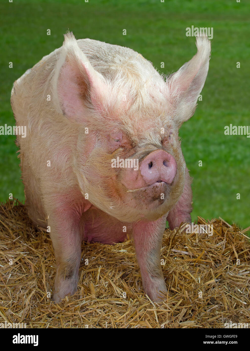 Domestic Pig, English Middle White Pig. Boar sitting on straw. England ...