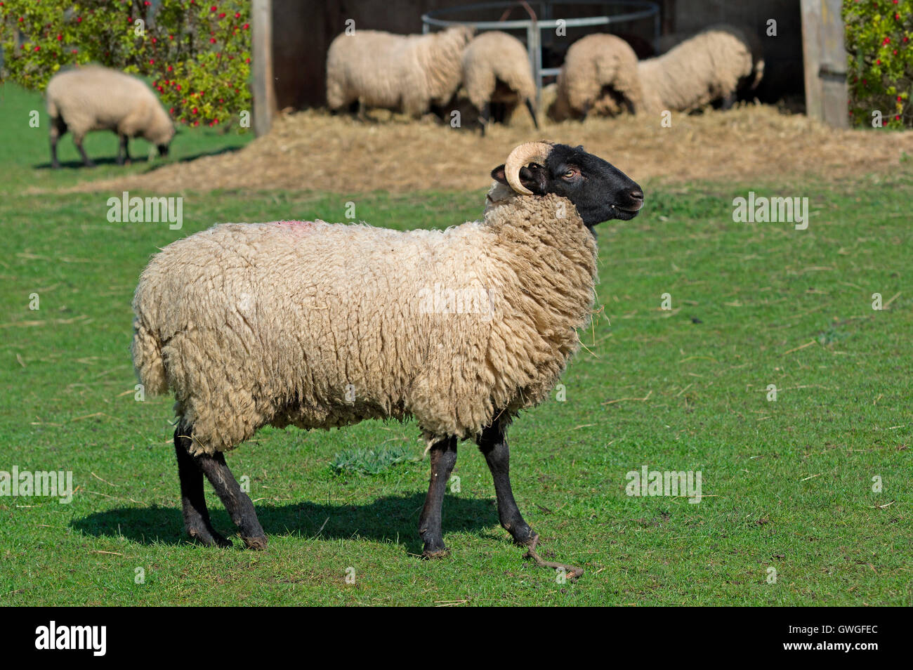 Llanwenog sheep hi-res stock photography and images - Alamy
