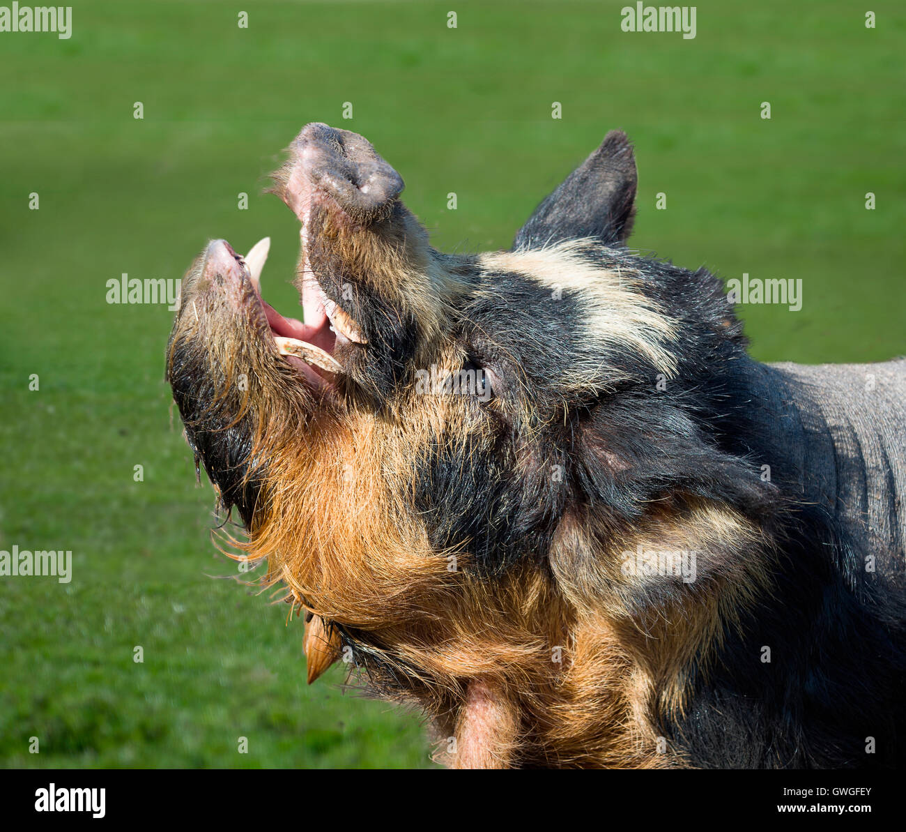 Kunekune pig hi-res stock photography and images - Alamy