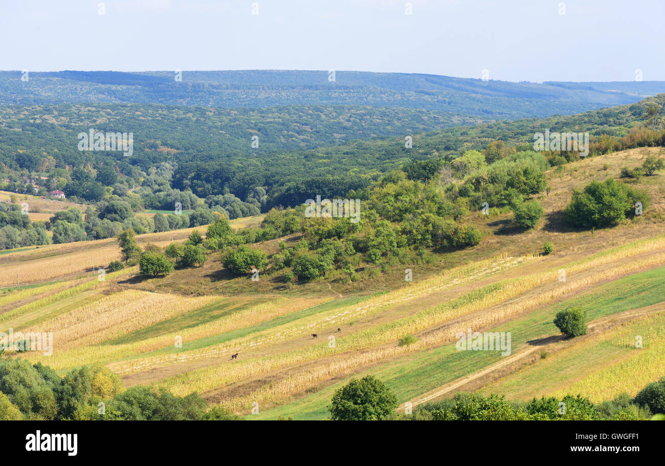 Corn fields and green forest landscape in Moldova at Capriana village ...