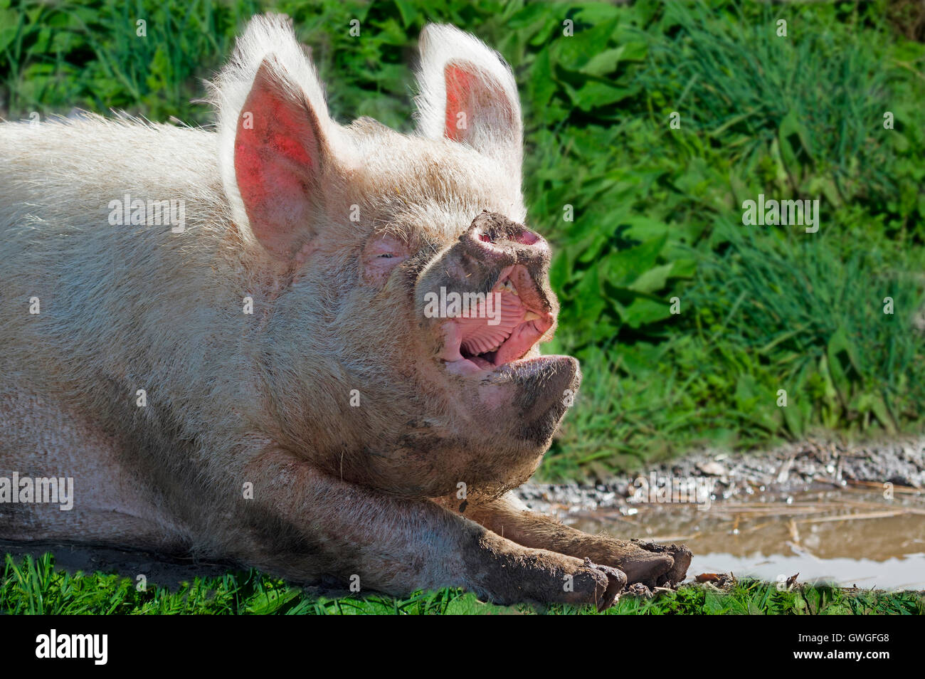 Domestic Pig, English Middle White Pig lying on a meadow while yawning ...