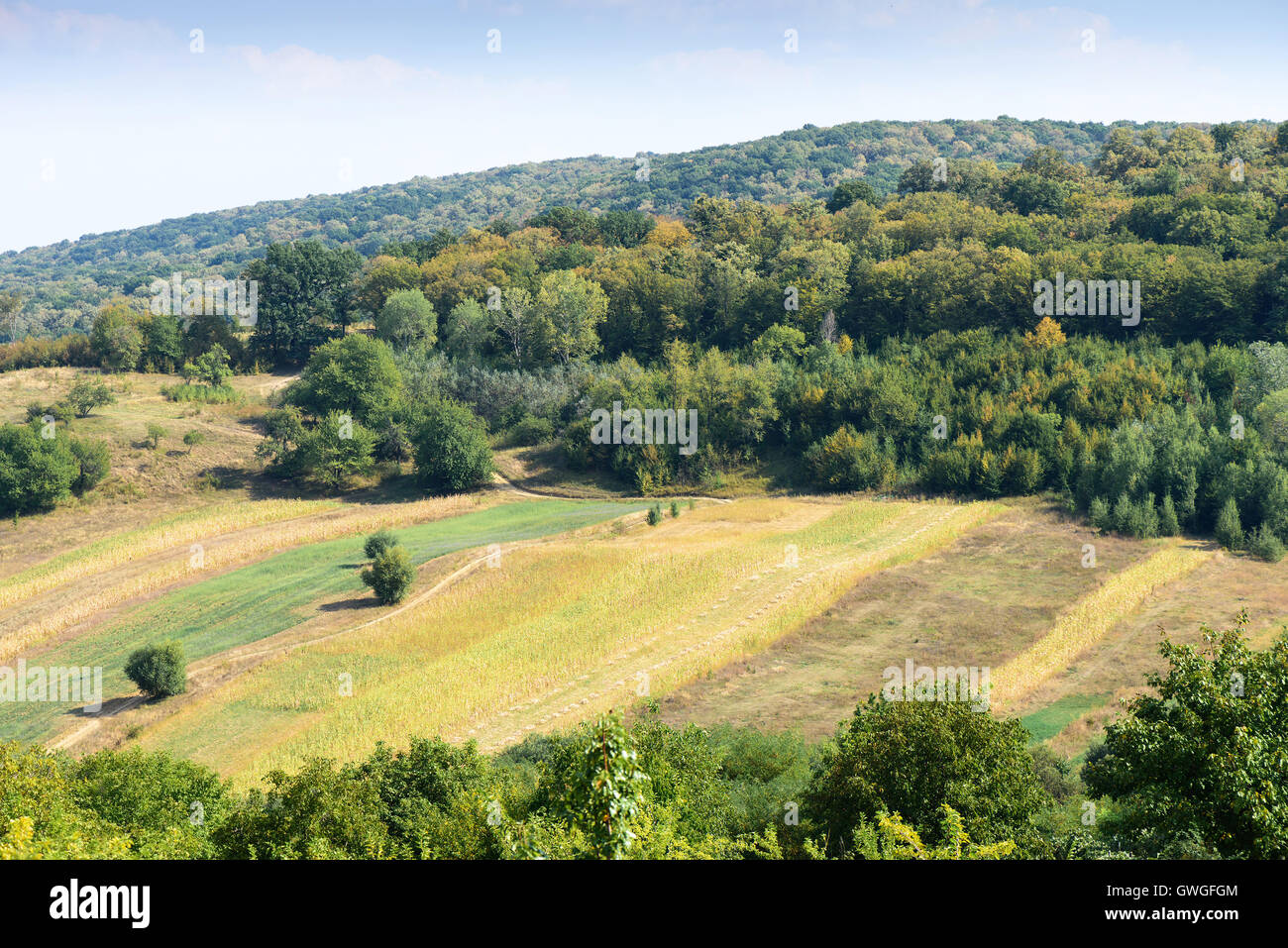 Corn fields and green forest landscape in Moldova at Capriana village ...