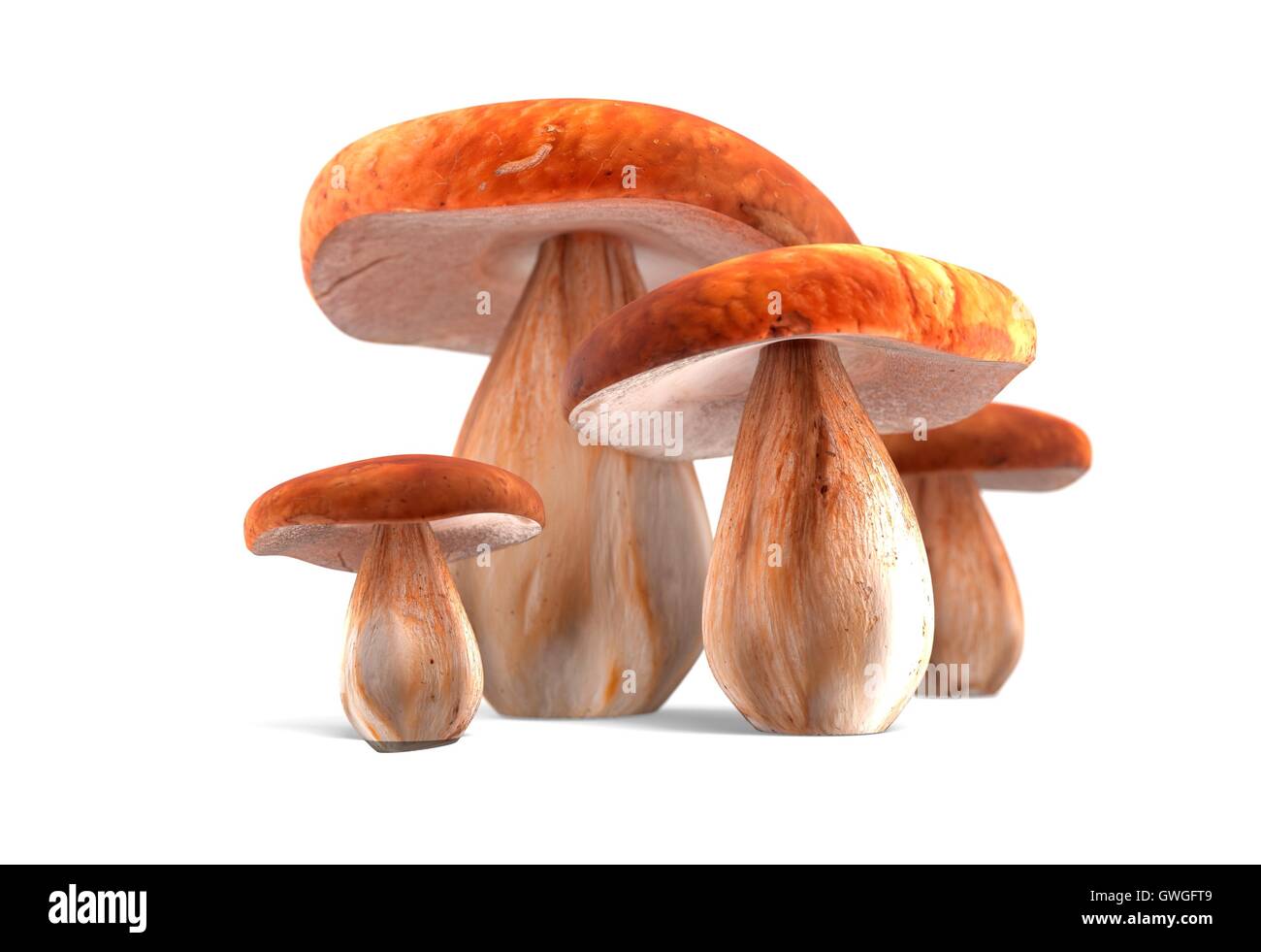 Four ceps hi-res stock photography and images - Alamy