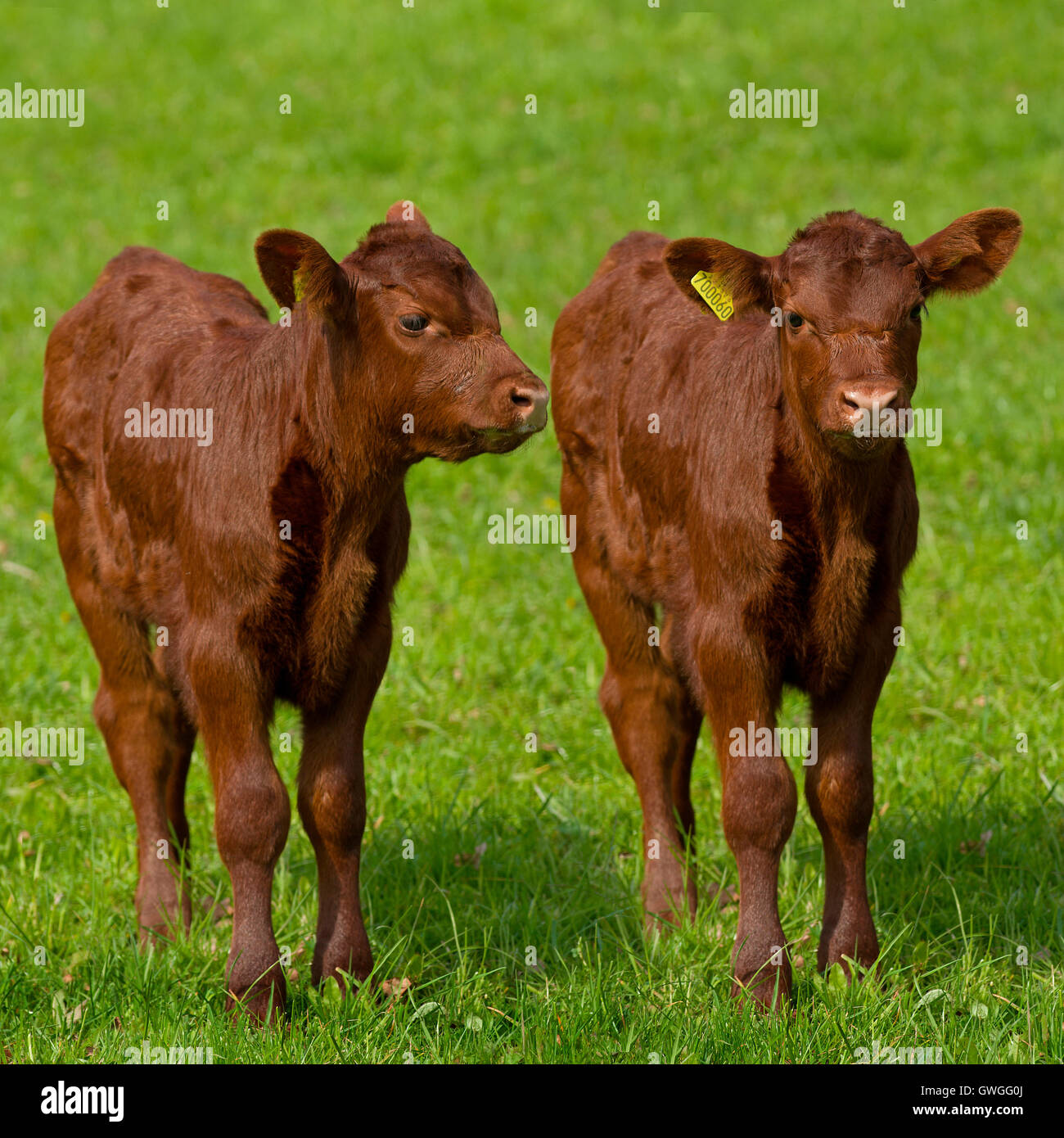 Two calves lying hi-res stock photography and images - Alamy