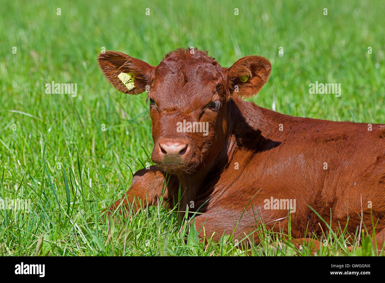 Single Red Poll High Resolution Stock Photography and Images - Alamy