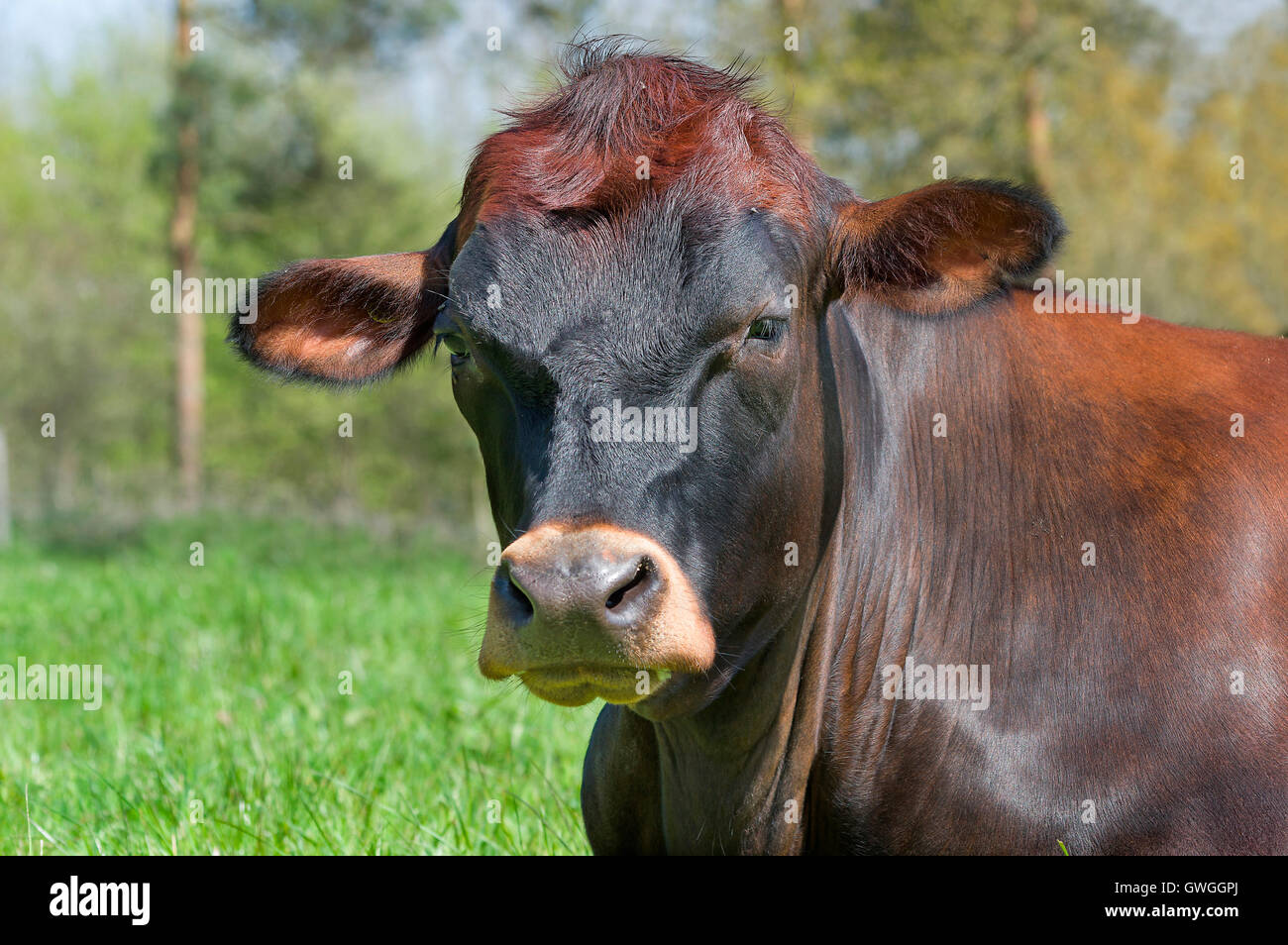 Red Poll. Portrait of a bull. England Stock Photo - Alamy