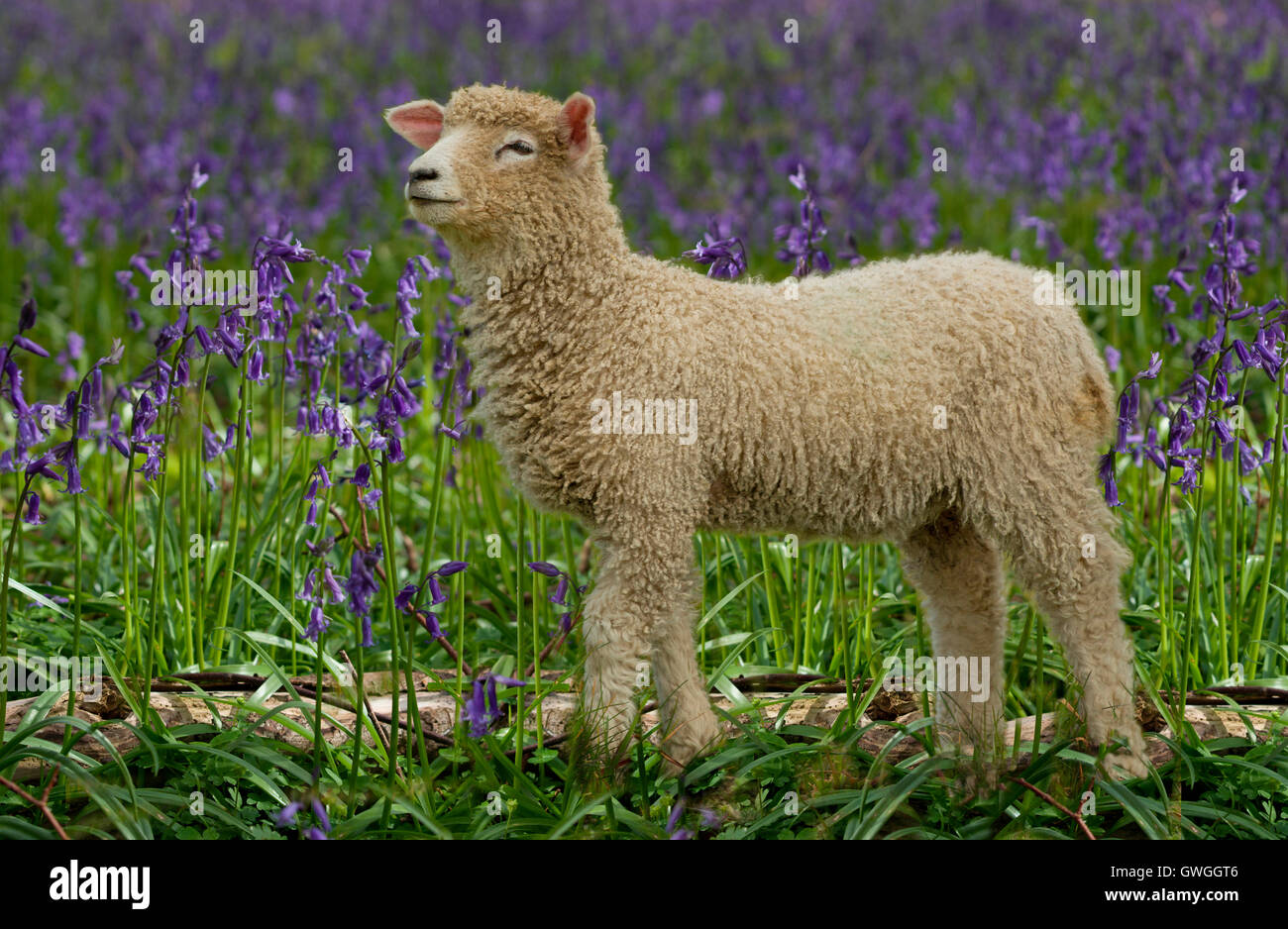 Cotswold Sheep. Lamb standing on a pasture with flowering Harebells in ...