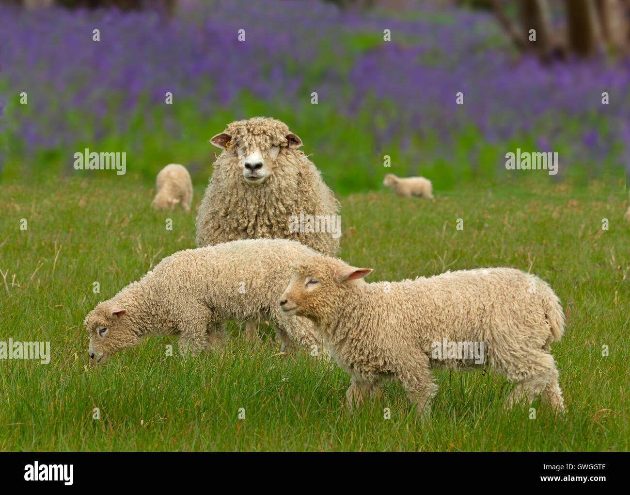 Cotswold Sheep. Ewe and two lambs on a pasture with flowering Harebells ...