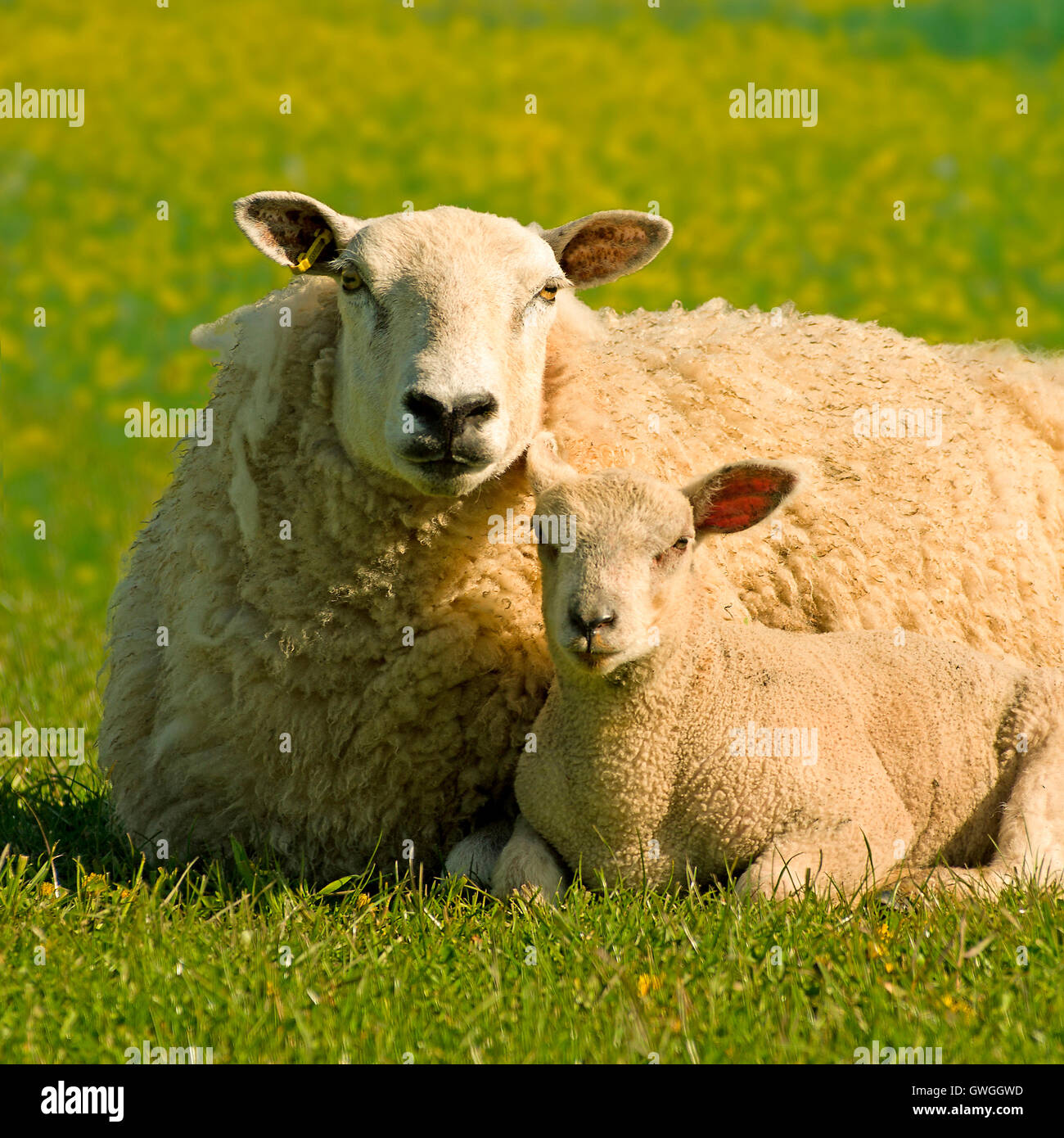Lamb lying hi-res stock photography and images - Alamy