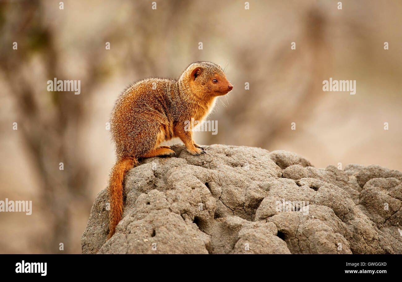 Common Dwarf Mongoose (Mungos mungo) on termite mound. Tarangire ...