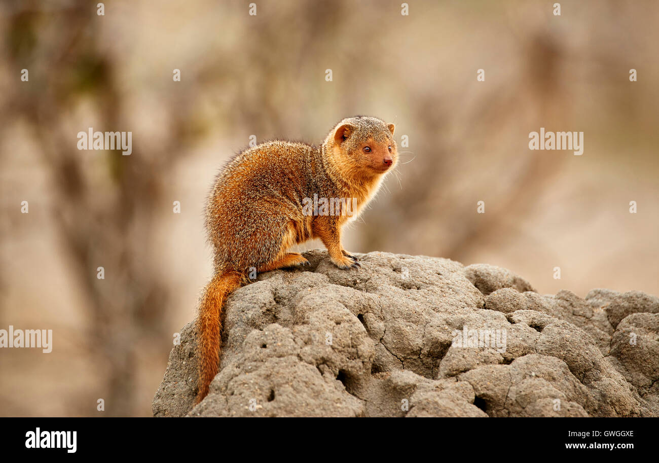 Common Dwarf Mongoose (Mungos mungo) on termite mound. Tarangire ...