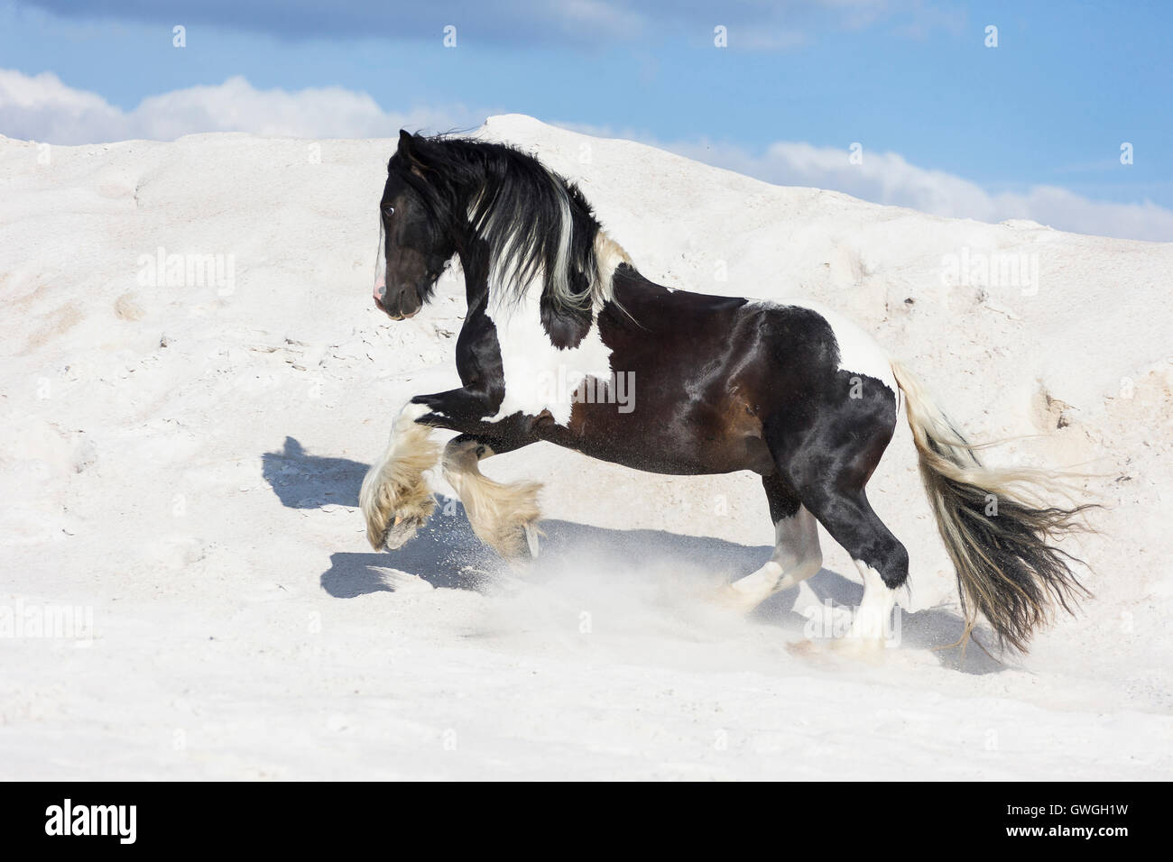 Gypsy cob piebald stallion galloping hi-res stock photography and ...