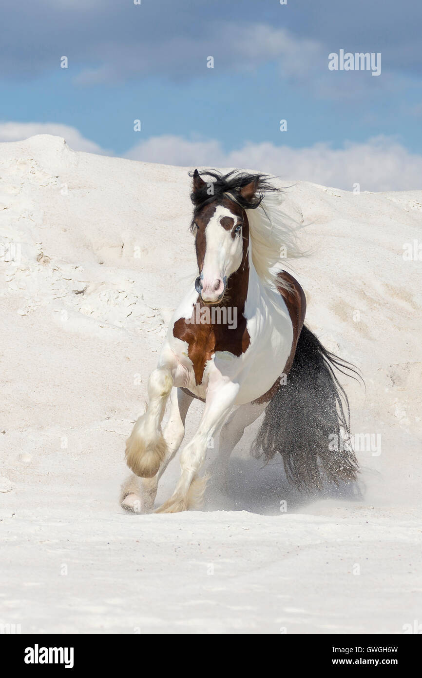 Gypsy Cob. Skewbald stallion galloping on kaolin sand. Poland Stock ...