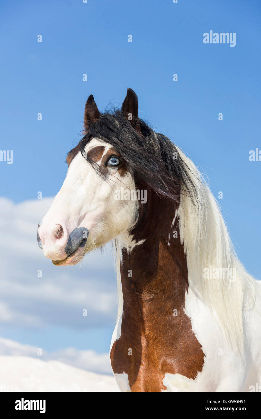 Gypsy Cob. Portrait of skewbald stallion. Poland Stock Photo - Alamy