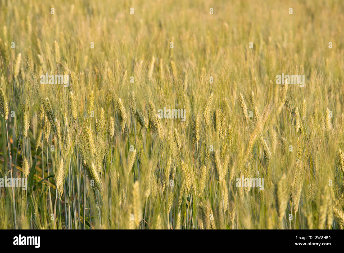 field of wheat still green for natural background Stock Photo - Alamy
