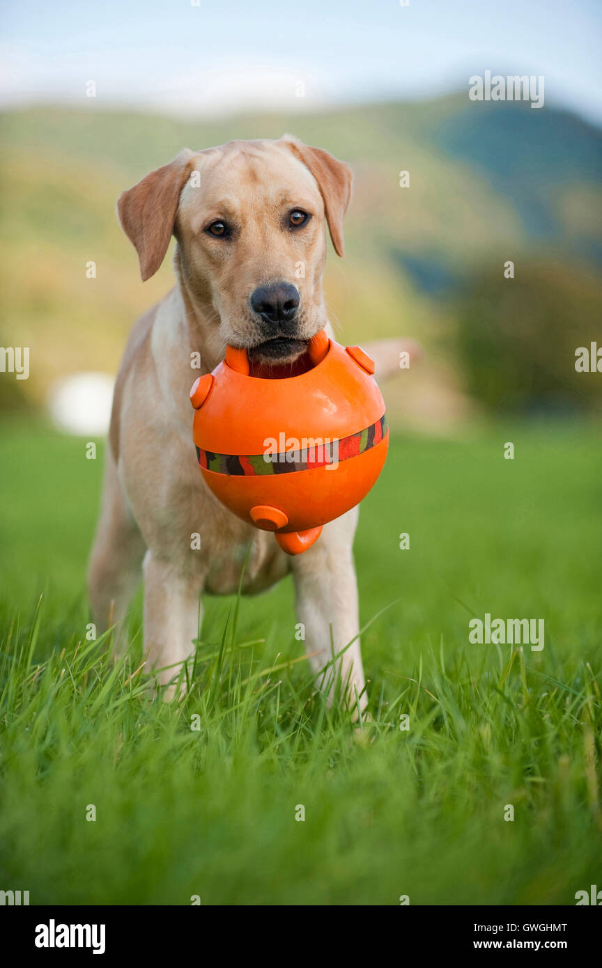 Labrador Retriever. Adult dog carrying a toy in its mouth, standing in ...
