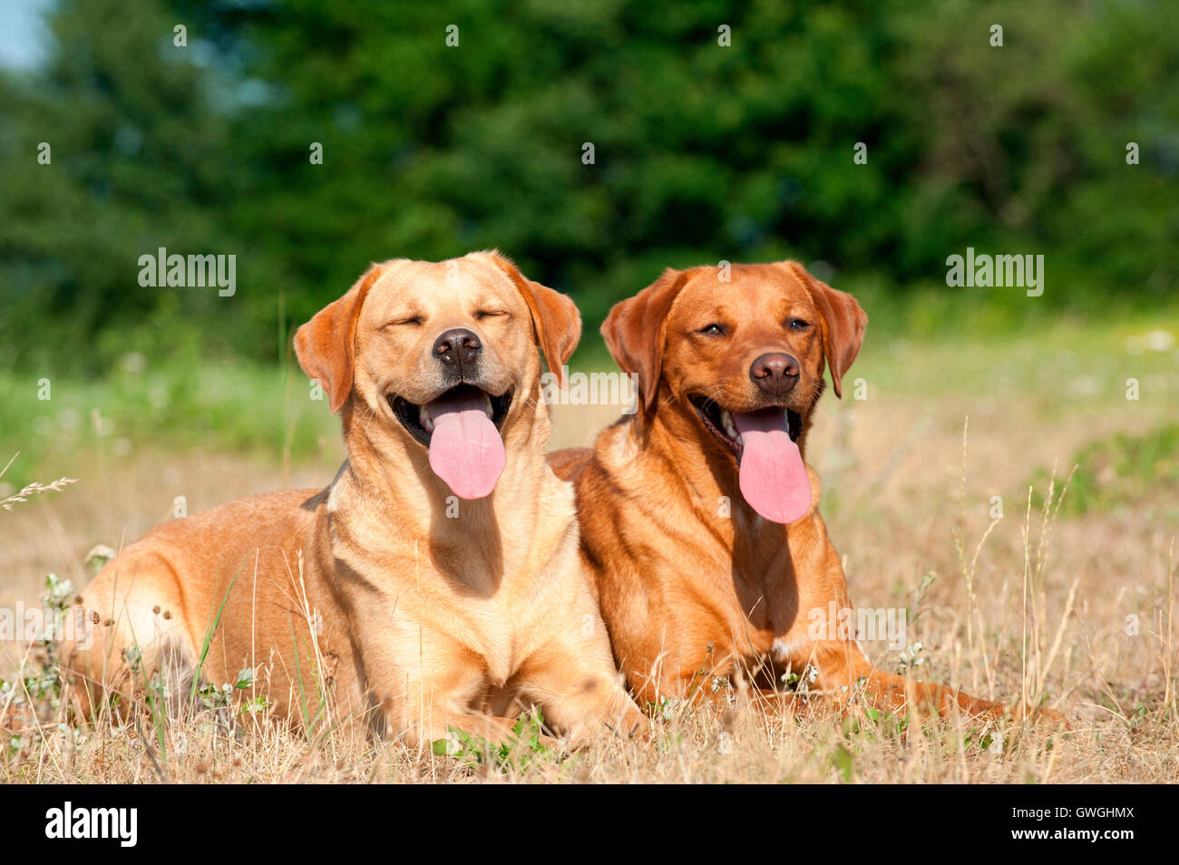 Labrador Retriever. Two adult lying next to each other on dry grass ...