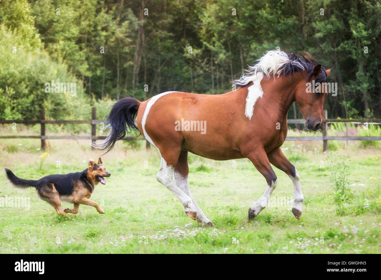 Chasing horse hi-res stock photography and images - Alamy